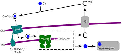 耶尔西菌素金属荧光体系统在大肠杆菌中的铜进口,Nature Chemical Biology - X-MOL