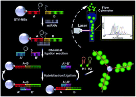 An enzyme-free flow cytometric bead assay for the sensitive detection ...