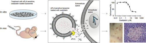 Secretory phospholipase A2 responsive liposomes exhibit a potent anti ...