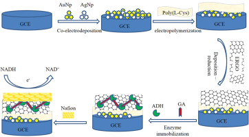Highly sensitive amperometric biosensor for determination of NADH and ...