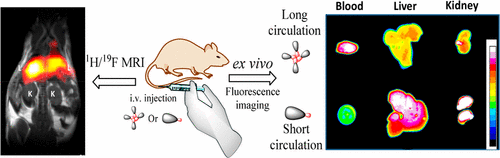 PFPE-Based Polymeric 19F MRI Agents: A New Class of Contrast Agents with Outstanding Sensitivity ...