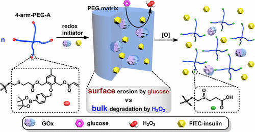 Supersensitive Oxidation-Responsive Biodegradable PEG Hydrogels for ...