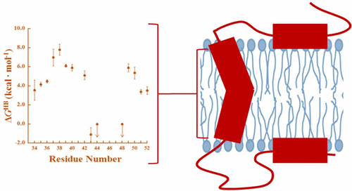 Backbone Hydrogen Bond Strengths Can Vary Widely in Transmembrane ...
