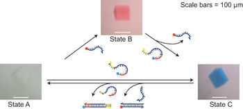 A device that operates within a self-assembled 3D DNA crystal,Nature ...