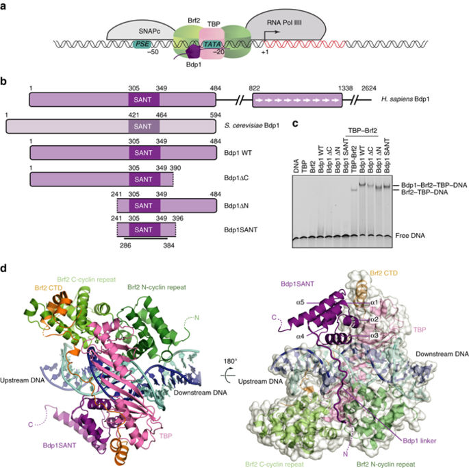Molecular mechanisms of Bdp1 in TFIIIB assembly and RNA polymerase III ...