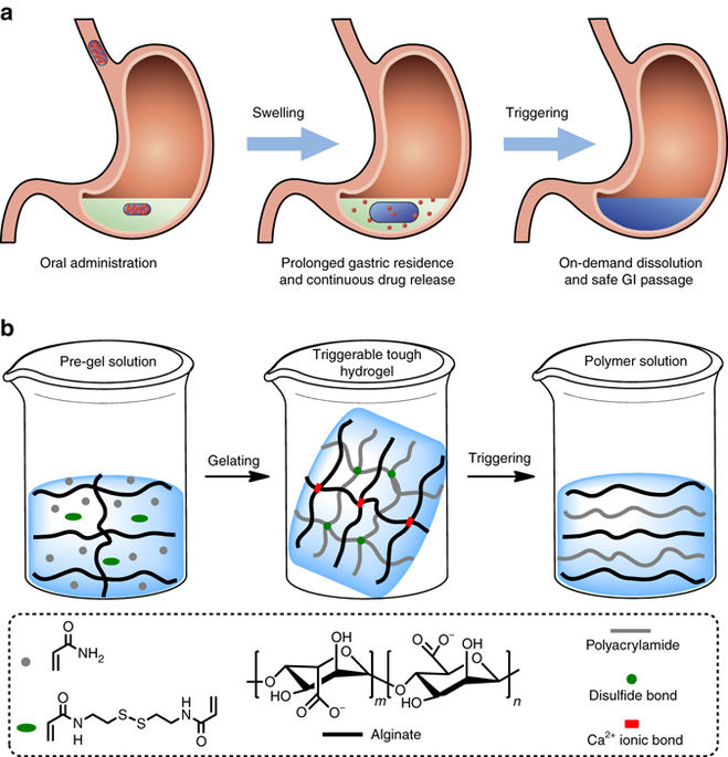 Triggerable tough hydrogels for gastric resident dosage forms.,Nature ...