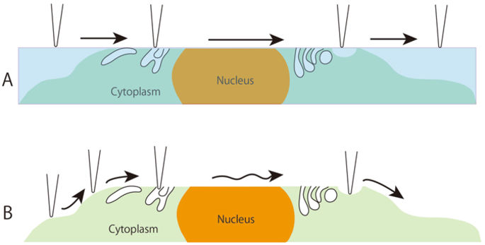 A Cryosectioning Technique for the Observation of Intracellular ...