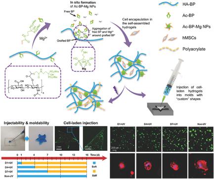Self‐Assembled Injectable Nanocomposite Hydrogels Stabilized by Bisphosphonate‐Magnesium (Mg2 ...