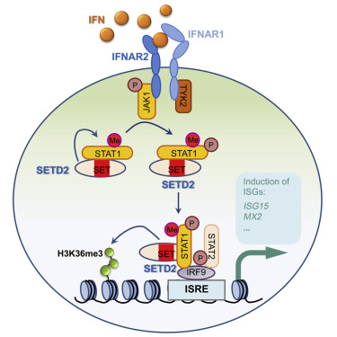 Methyltransferase SETD2-Mediated Methylation of STAT1 Is Critical for ...