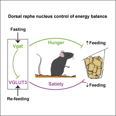 Identification of a Brainstem Circuit Controlling Feeding.,Cell - X-MOL