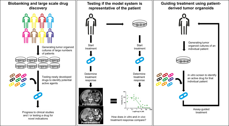 Tumor Organoids as a Pre-clinical Cancer Model for Drug Discovery,Cell ...
