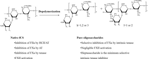 Fucosylated chondroitin sulfate oligosaccharides exert anticoagulant ...