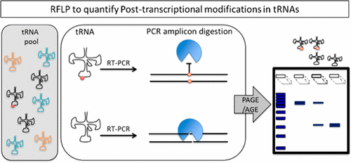 Detection of a Subset of Posttranscriptional Transfer RNA Modifications ...
