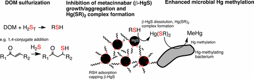 Sulfurization of Dissolved Organic Matter Increases Hg–Sulfide ...