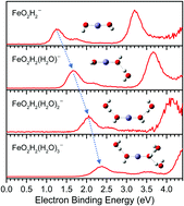 Interaction of FeO− with water: anion photoelectron spectroscopy and ...