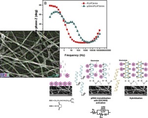 基于聚氨酯/聚（间-邻氨基苯甲酸）纳米纤维的阻抗DNA生物传感器,Sensors and Actuators B: Chemical - X-MOL