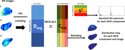 Analysis of multiple mass spectrometry images from different Phaseolus vulgaris samples by ...