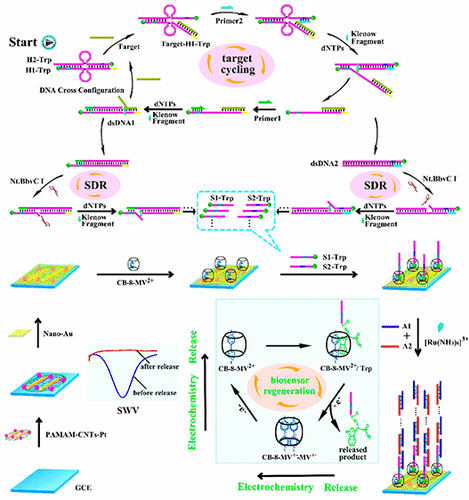 Host–Guest Recognition-Assisted Electrochemical Release: Its Reusable ...