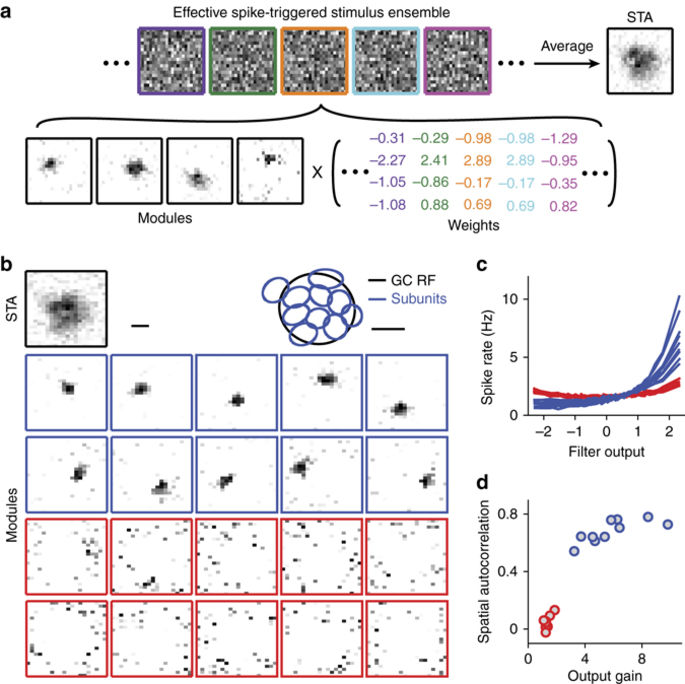 Inference of neuronal functional circuitry with spike-triggered non-negative matrix ...