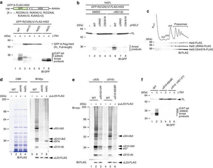 Ubiquitination of stalled ribosome triggers ribosome-associated quality ...