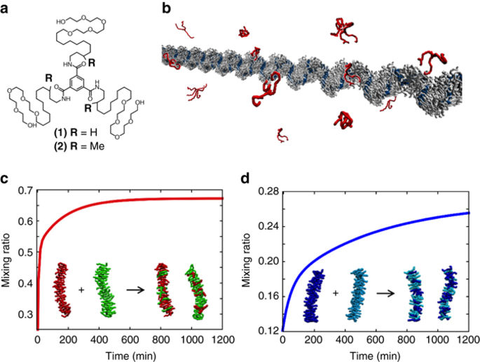 Into the Dynamics of a Supramolecular Polymer at Submolecular ...