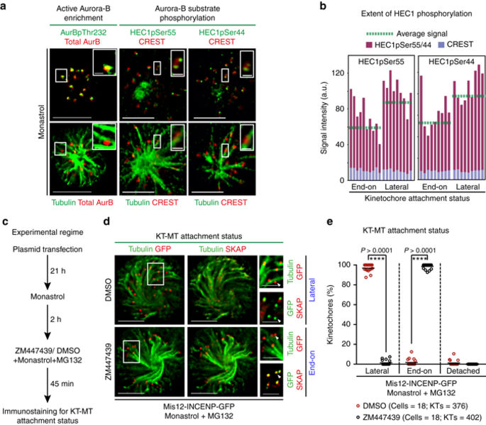Aurora-B kinase pathway controls the lateral to end-on conversion of ...