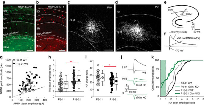 NMDA受体对于海马神经胶质细胞的回路整合具有特定的作用。,Nature Communications - X-MOL
