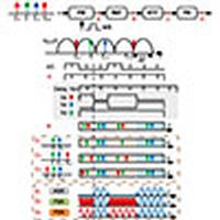 Photonic generation of RF binary digitally modulated signals,Optics Express - X-MOL