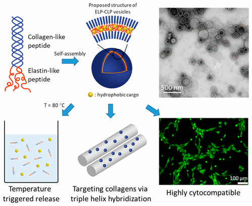 Thermoresponsive Elastin-b-Collagen-Like Peptide Bioconjugate ...