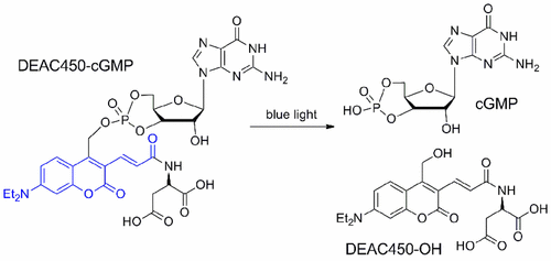 Intracellular Uncaging of cGMP with Blue Light,ACS Chemical ...