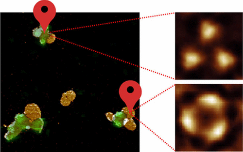High-Resolution Imaging and Multiparametric Characterization of Native ...