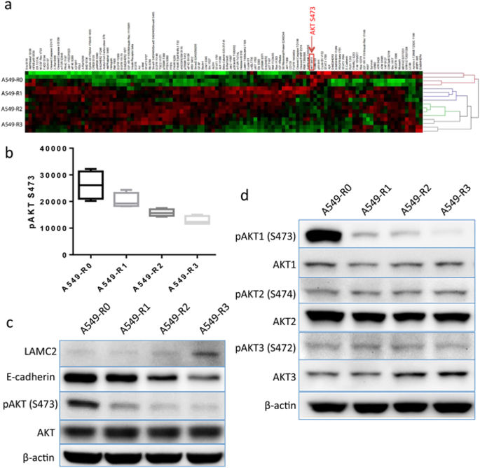 AKT1信号的抑制促进具有K-RAS或EGFR突变的非小细胞肺癌细胞的侵袭和转移。,Scientific Reports - X-MOL