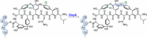 In Vitro Reconstitution of OxyA Enzymatic Activity Clarifies Late Steps ...
