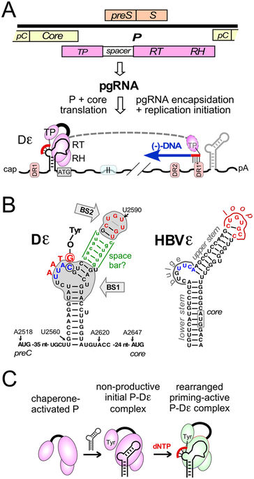 Few basepairing-independent motifs in the apical half of the avian HBV ...