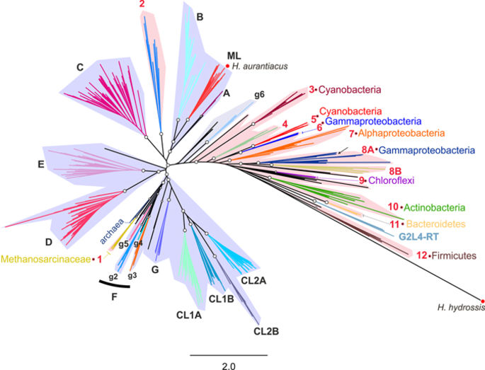 与CRISPR-Cas系统相关的逆转录酶。,Scientific Reports - X-MOL