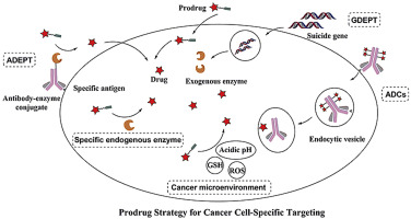 Prodrug strategy for cancer cell-specific targeting: A recent overview ...