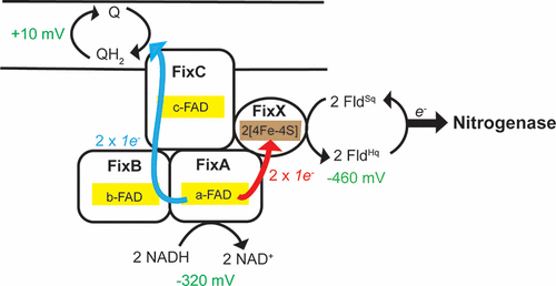 The Electron Bifurcating FixABCX Protein Complex from Azotobacter ...