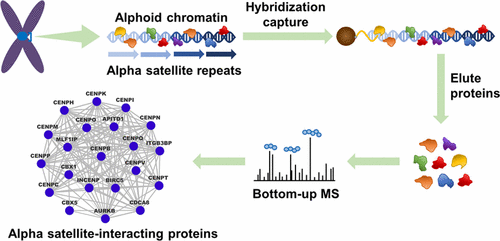 Elucidating Protein–DNA Interactions in Human Alphoid Chromatin via ...