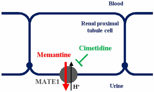 MATE1对NMDA受体拮抗剂美金刚肾脏分泌的贡献。,Molecular Pharmaceutics - X-MOL