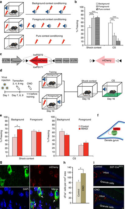 HIPP neurons in the dentate gyrus mediate the cholinergic modulation of ...