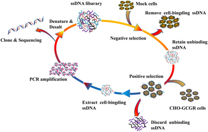 Selection and characterization of DNA aptamer against glucagon receptor ...