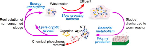 Insight into the roles of worm reactor on wastewater treatment and ...