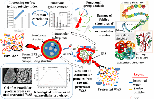 Occurrence State and Molecular Structure Analysis of Extracellular ...