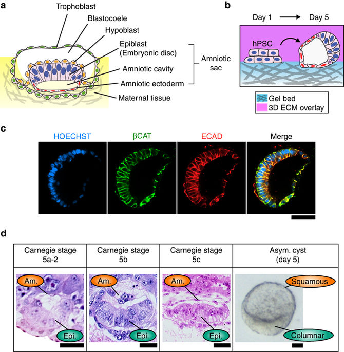 A pluripotent stem cell-based model for post-implantation human ...