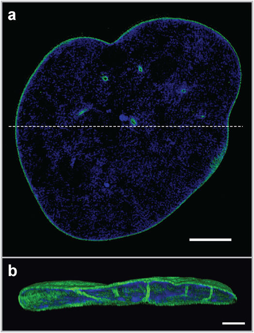 Formation of a nucleoplasmic reticulum requires de novo assembly of ...