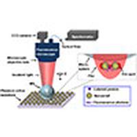 Numerical investigations on photonic nanojet mediated surface enhanced Raman scattering and ...