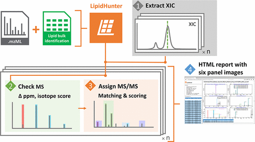 LipidHunter Identifies Phospholipids by High-Throughput Processing of ...