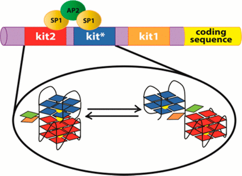 Characterization of G4–G4 Crosstalk in the c-KIT Promoter Region ...