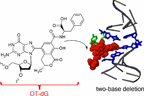 食品诱变O曲霉毒素A在 Nar I两碱基缺失双链体中形成的主要DNA加合物的分子模型：序列上下文和加合物电离对构象偏好和致突变性的影响。,Chemical Research in ...