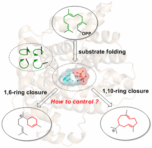 Substrate Folding Modes in Trichodiene Synthase: A Determinant of Chemo ...